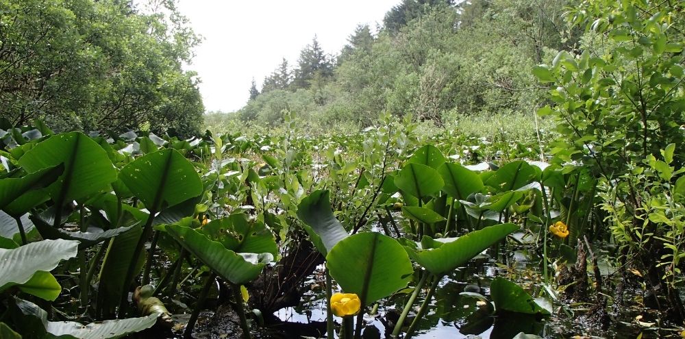 Learn about conserved land and reserves on the Oregon Coast- North ...