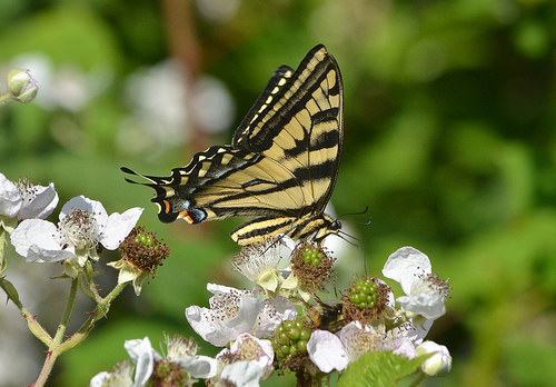 A day chasing coastal butterflies - North Coast Land Conservancy
