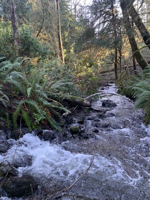 Facilitation Spotlight: Arch Cape Community Forest - North Coast Land ...