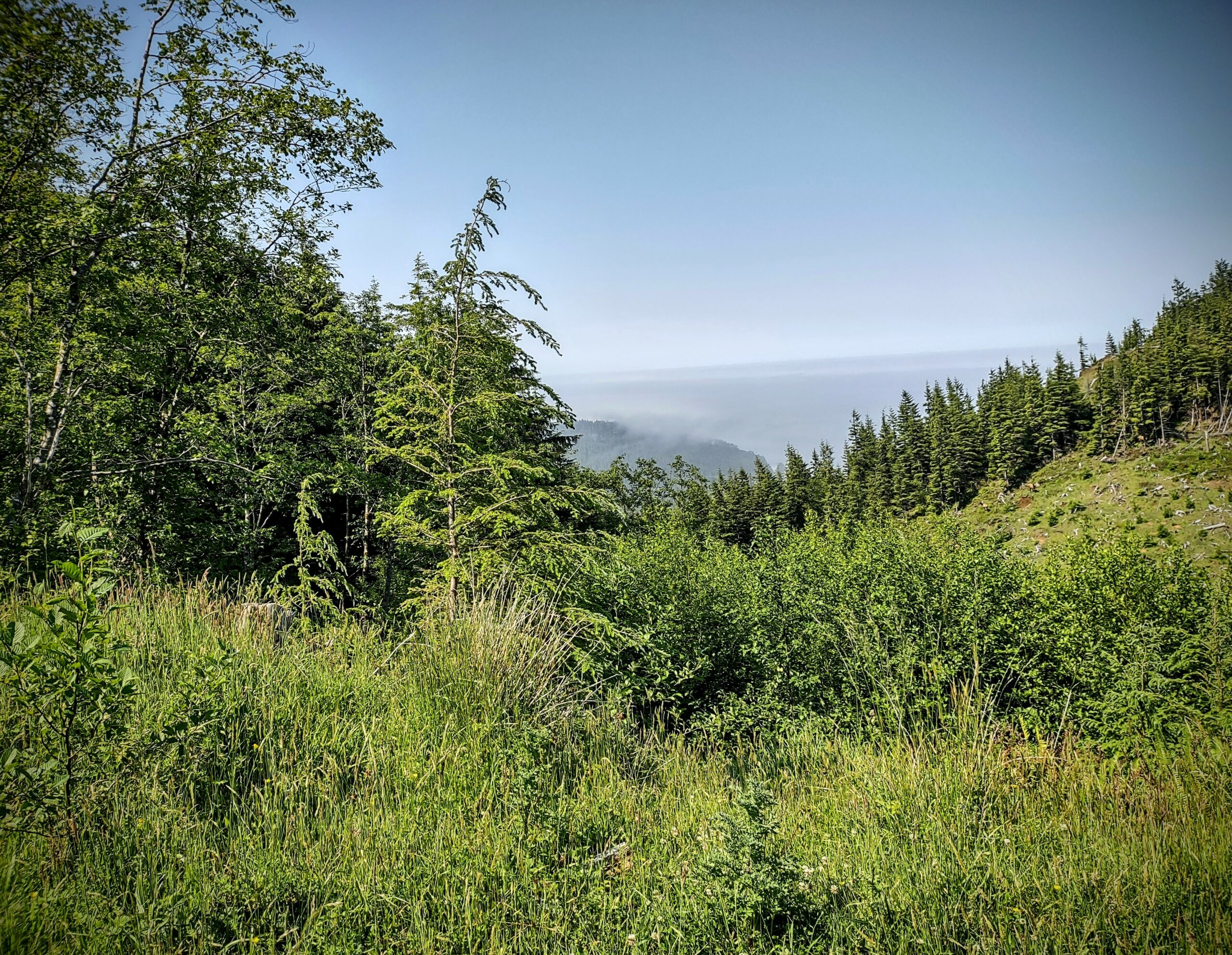 Arch Cape Forest awarded $2 million grant - North Coast Land Conservancy