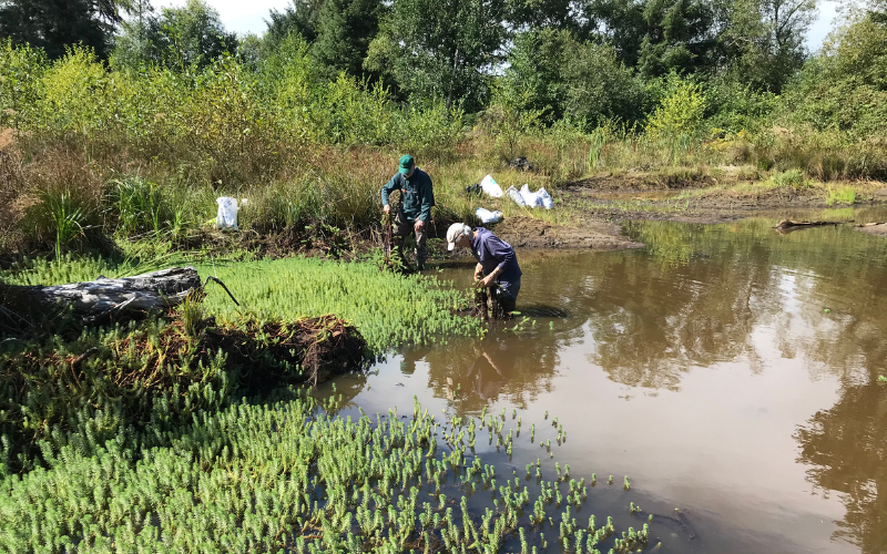 Clearing Clear Lake: Removing Invasive Plants - North Coast Land ...