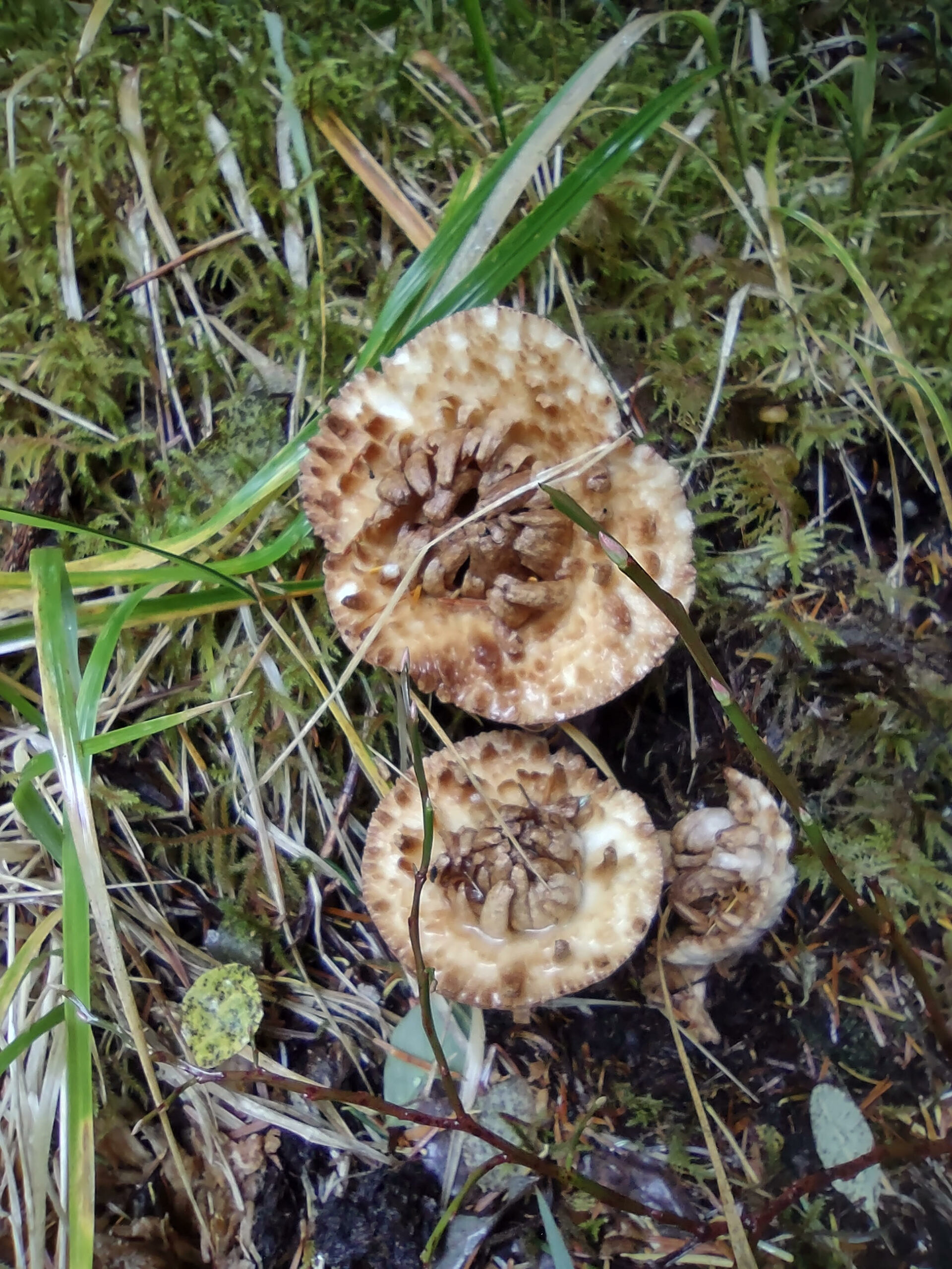 Fall Fungi Abound at the Rainforest Reserve - North Coast Land Conservancy