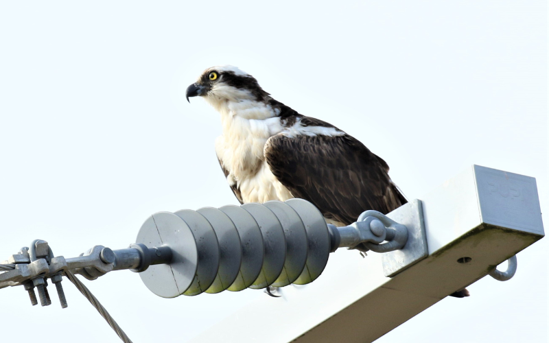 Wildlife Spotlight: The Osprey - North Coast Land Conservancy