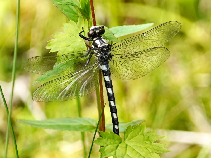 Rainforest Reserve Offers Opportunity for Petaltail Research - North ...