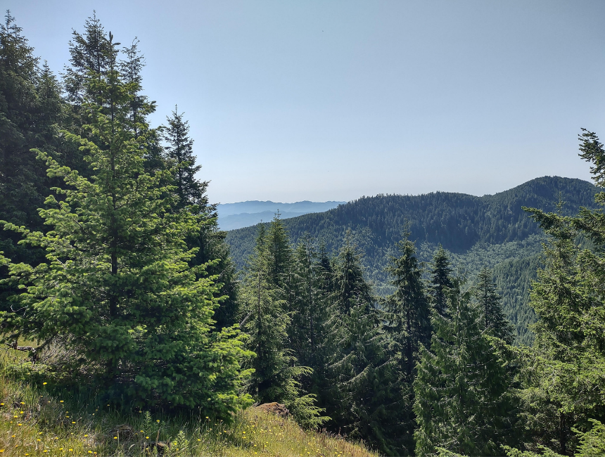 Viewing the Rainforest Reserve Through New Eyes - North Coast Land ...