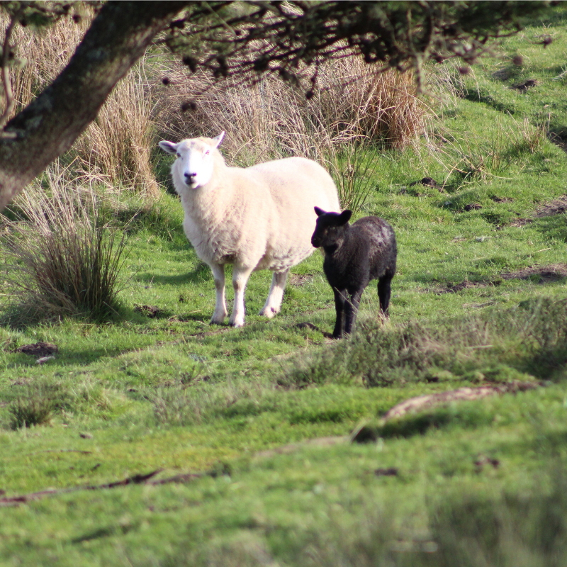 New lambs join flock of Scotch broom munchers at Reed Ranch - North ...