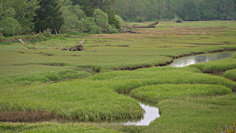 Celebrating Our Coastal Wetlands and Striving for Their Protection ...