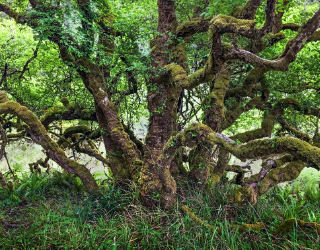 The Us Tree - North Coast Land Conservancy