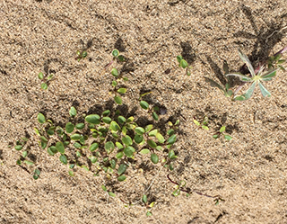 Violet seedlings, and their offspring, thriving in the coastal prairie ...