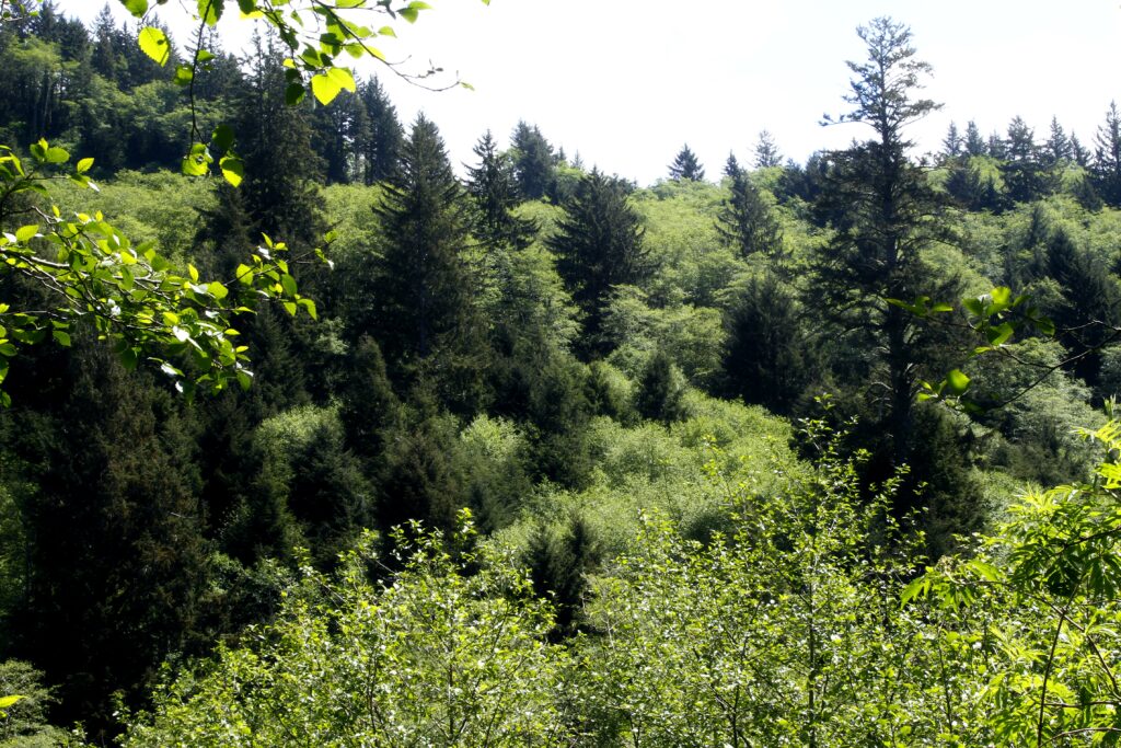Stewardship - North Coast Land Conservancy
