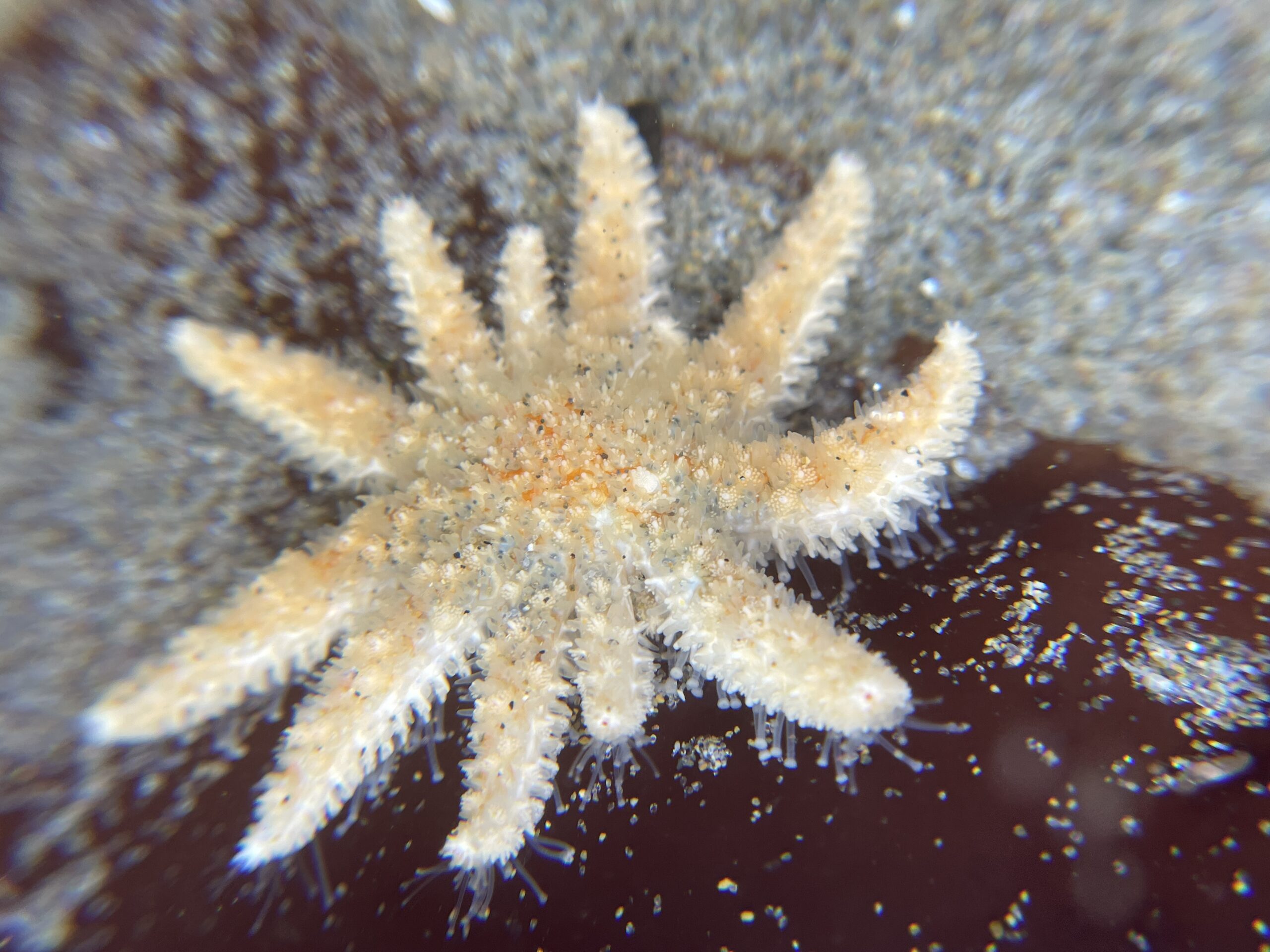 A Sunflower Sea Star Success Story - North Coast Land Conservancy